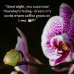 1500 Good Night Thursday Quotes For Everybody - Textpalace