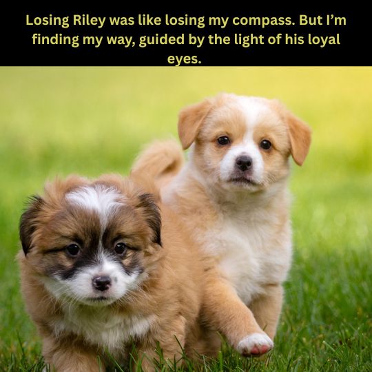 150 Heart Touching Dog Memorial Quotes For Your Lovable Dog - Textpalace