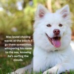 150 Heart Touching Dog Memorial Quotes For Your Lovable Dog - Textpalace