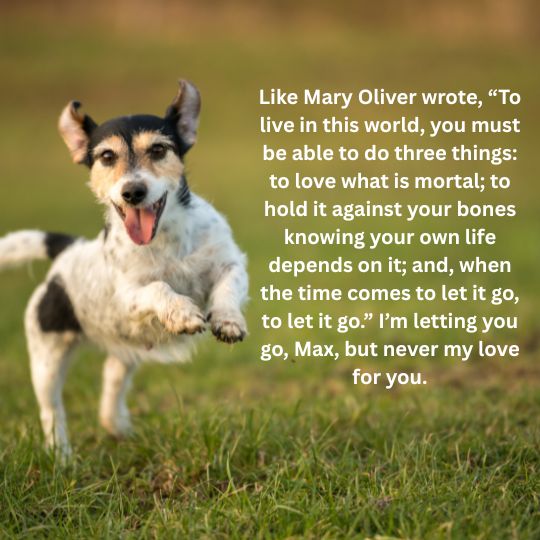 150 Heart Touching Dog Memorial Quotes For Your Lovable Dog - Textpalace