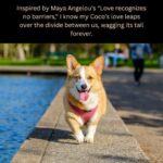 150 Heart Touching Dog Memorial Quotes For Your Lovable Dog - Textpalace