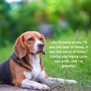150 Heart Touching Dog Memorial Quotes For Your Lovable Dog - Textpalace