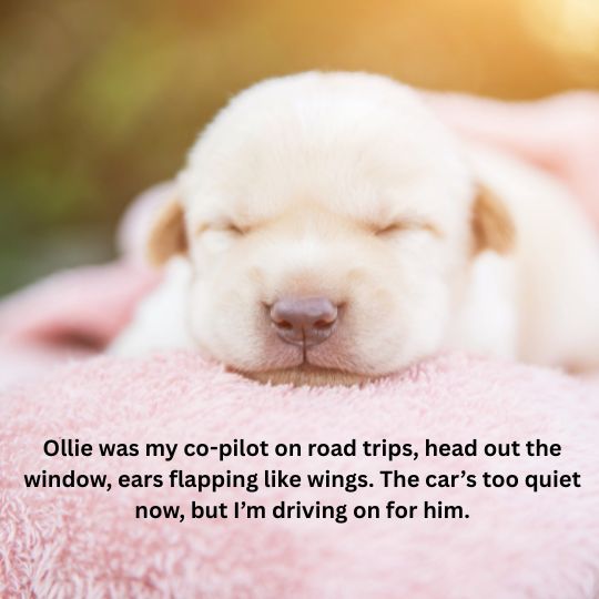 150 Heart Touching Dog Memorial Quotes For Your Lovable Dog - Textpalace