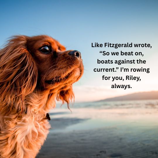 150 Heart Touching Dog Memorial Quotes For Your Lovable Dog - Textpalace