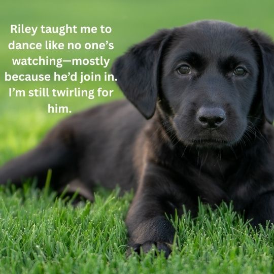 150 Heart Touching Dog Memorial Quotes For Your Lovable Dog - Textpalace