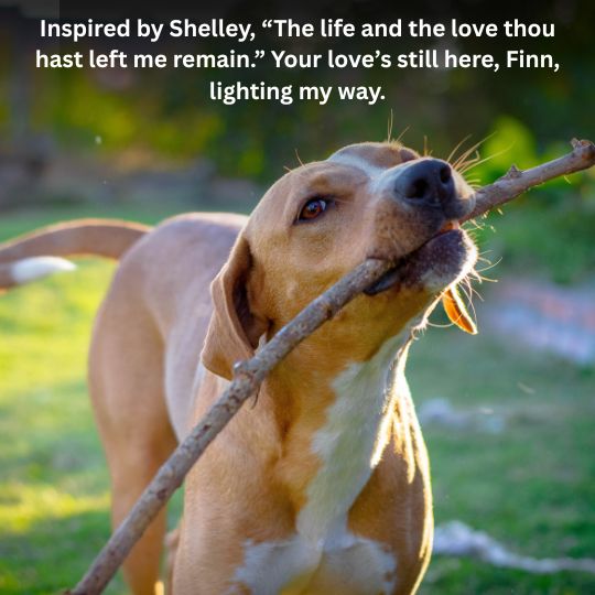150 Heart Touching Dog Memorial Quotes For Your Lovable Dog - Textpalace