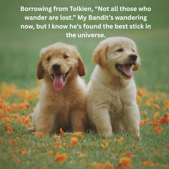 150 Heart Touching Dog Memorial Quotes For Your Lovable Dog - Textpalace