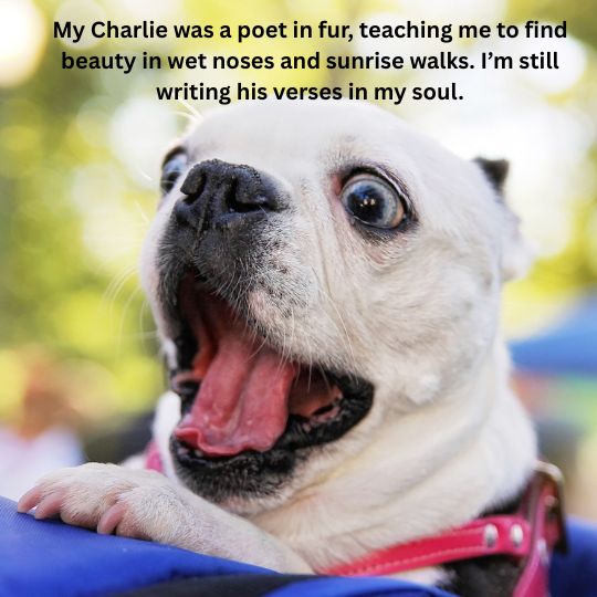 150 Heart Touching Dog Memorial Quotes For Your Lovable Dog - Textpalace