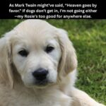 150 Heart Touching Dog Memorial Quotes For Your Lovable Dog - Textpalace