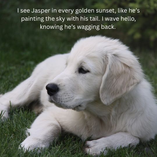150 Heart Touching Dog Memorial Quotes For Your Lovable Dog - Textpalace